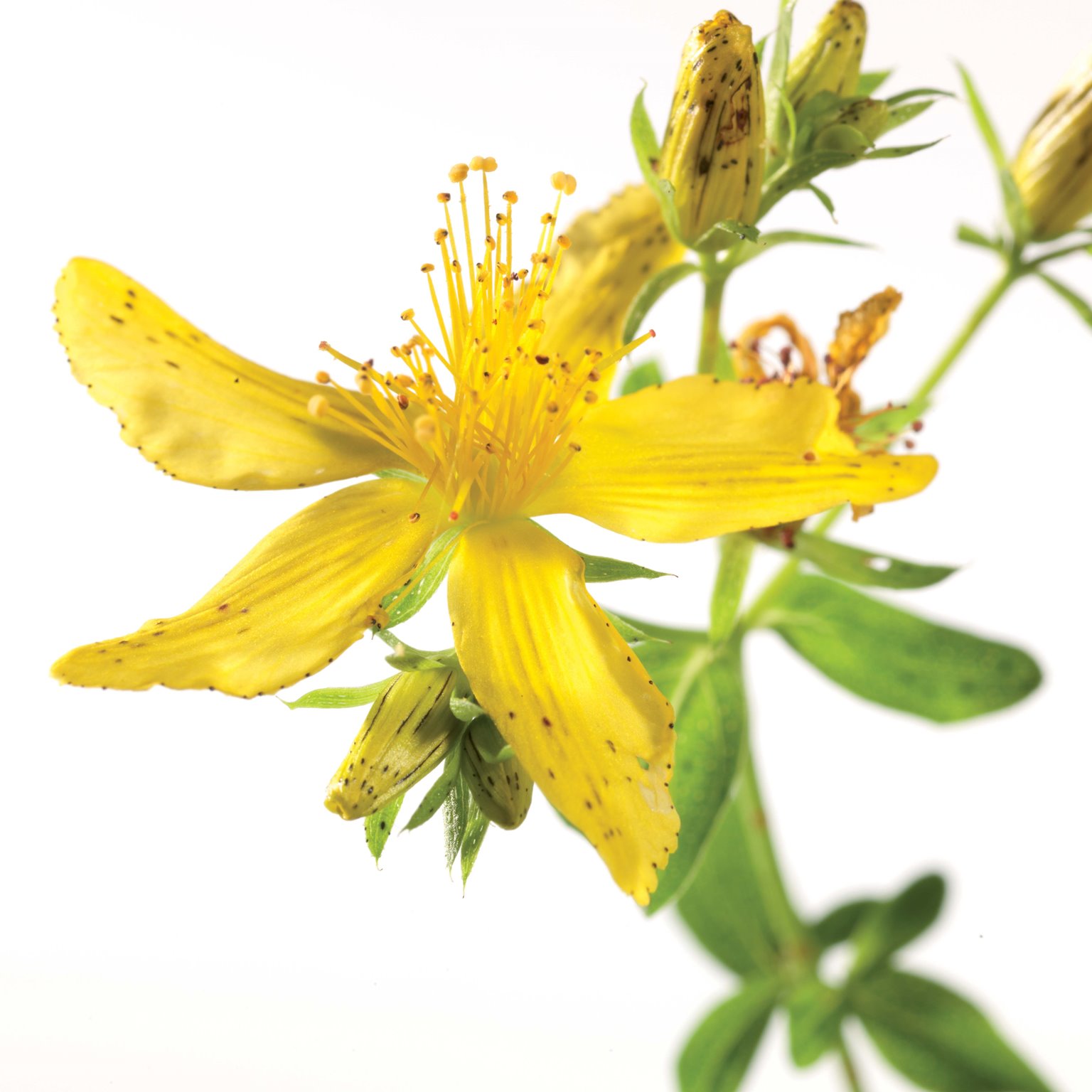 Heel | Healthcare designed by nature